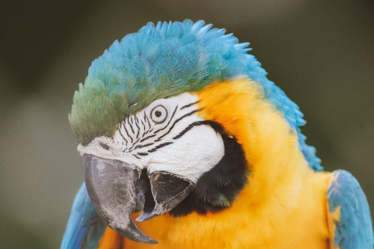 Conheça as primeiras araras no novo Viveirão do BioParque do Rio ...