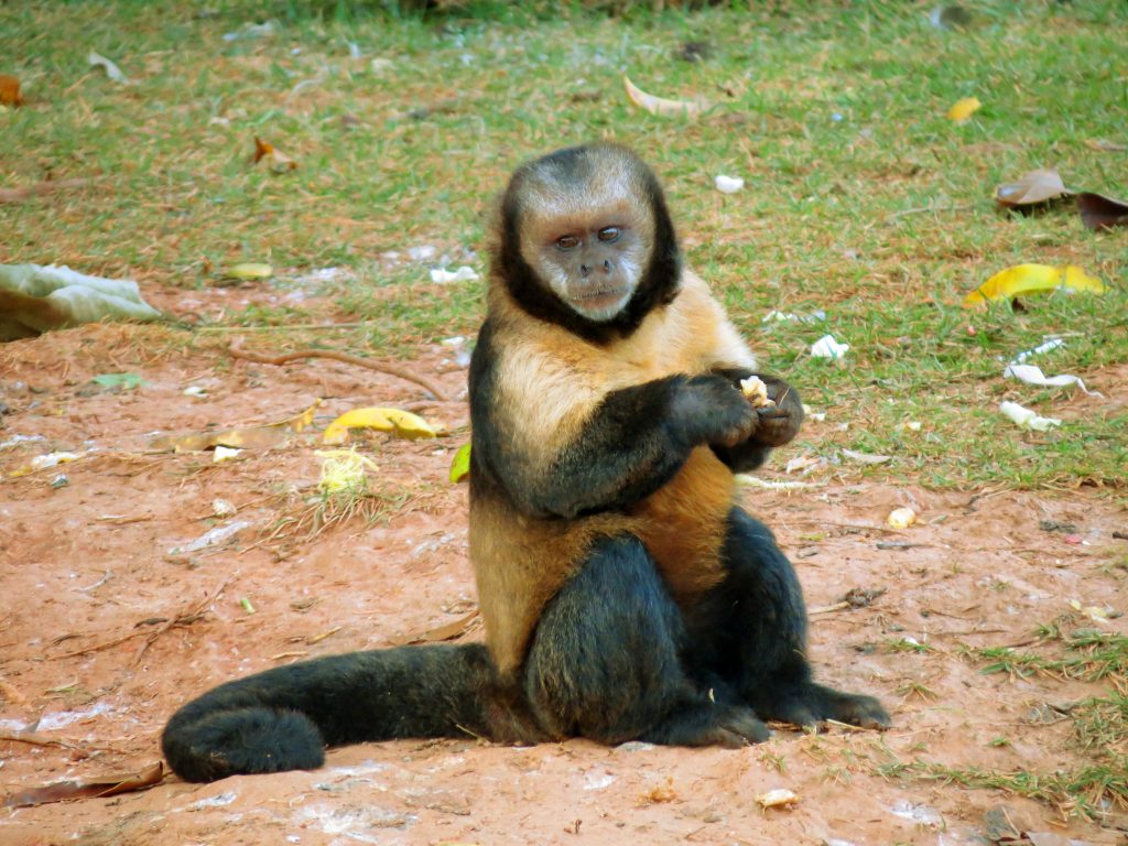 Macaco-prego-do-peito-amarelo e sua conservação no BioParque do Rio!