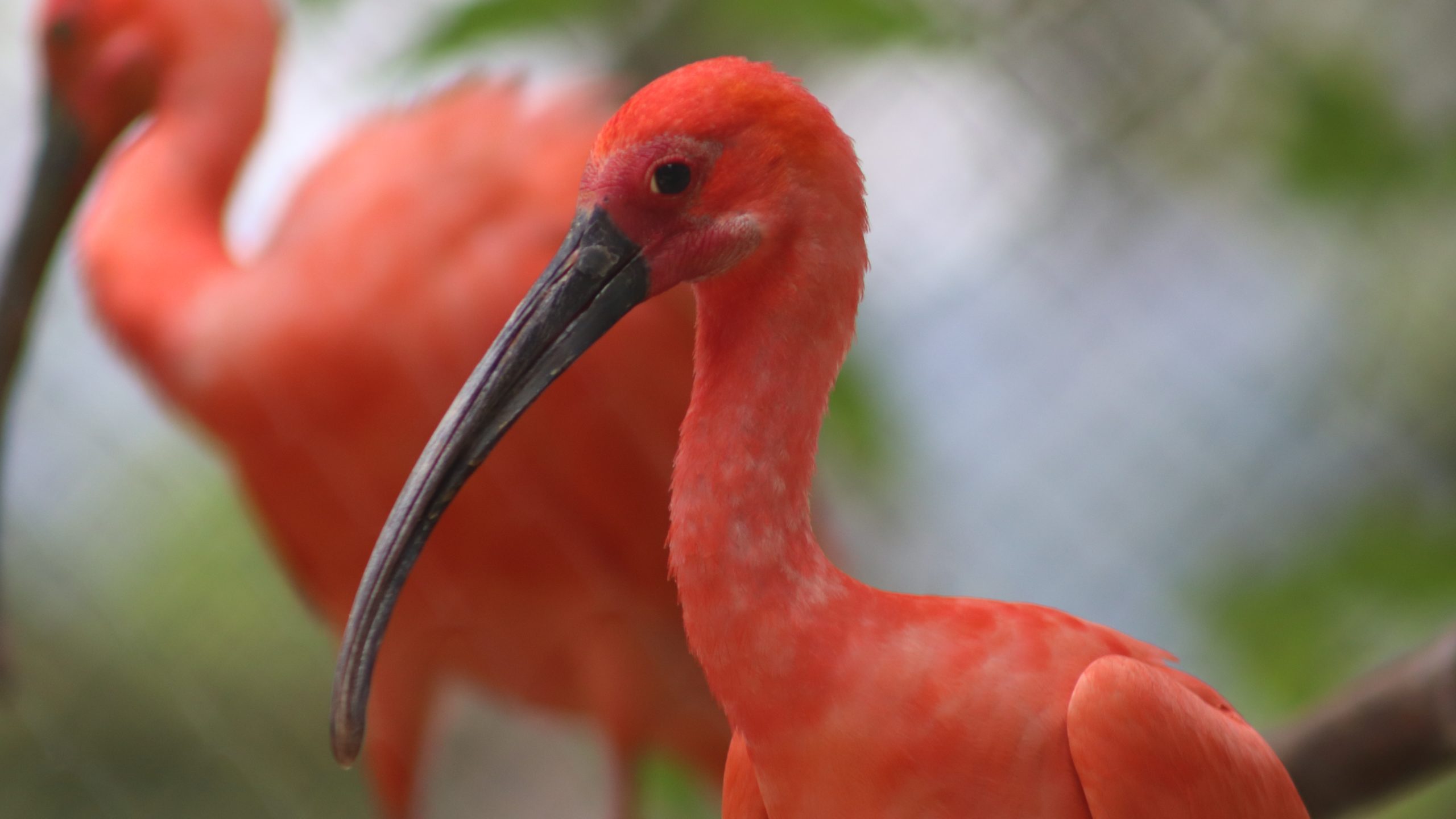 Programa de Conservação Integrada do Guará no BioParque do Rio - Blog ...