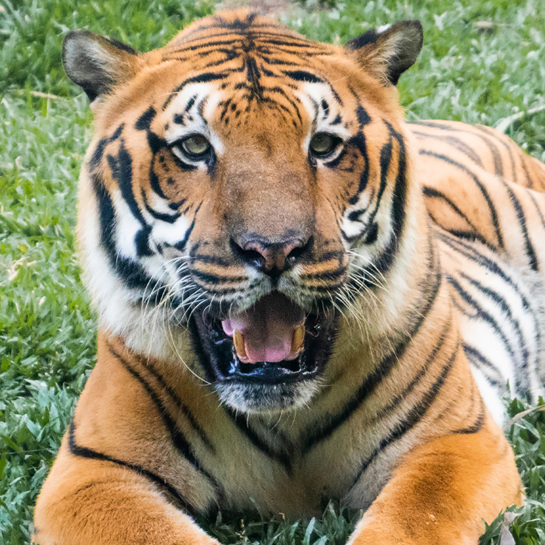 Tigre do BioParque do Rio: Cirurgia de Sucesso!