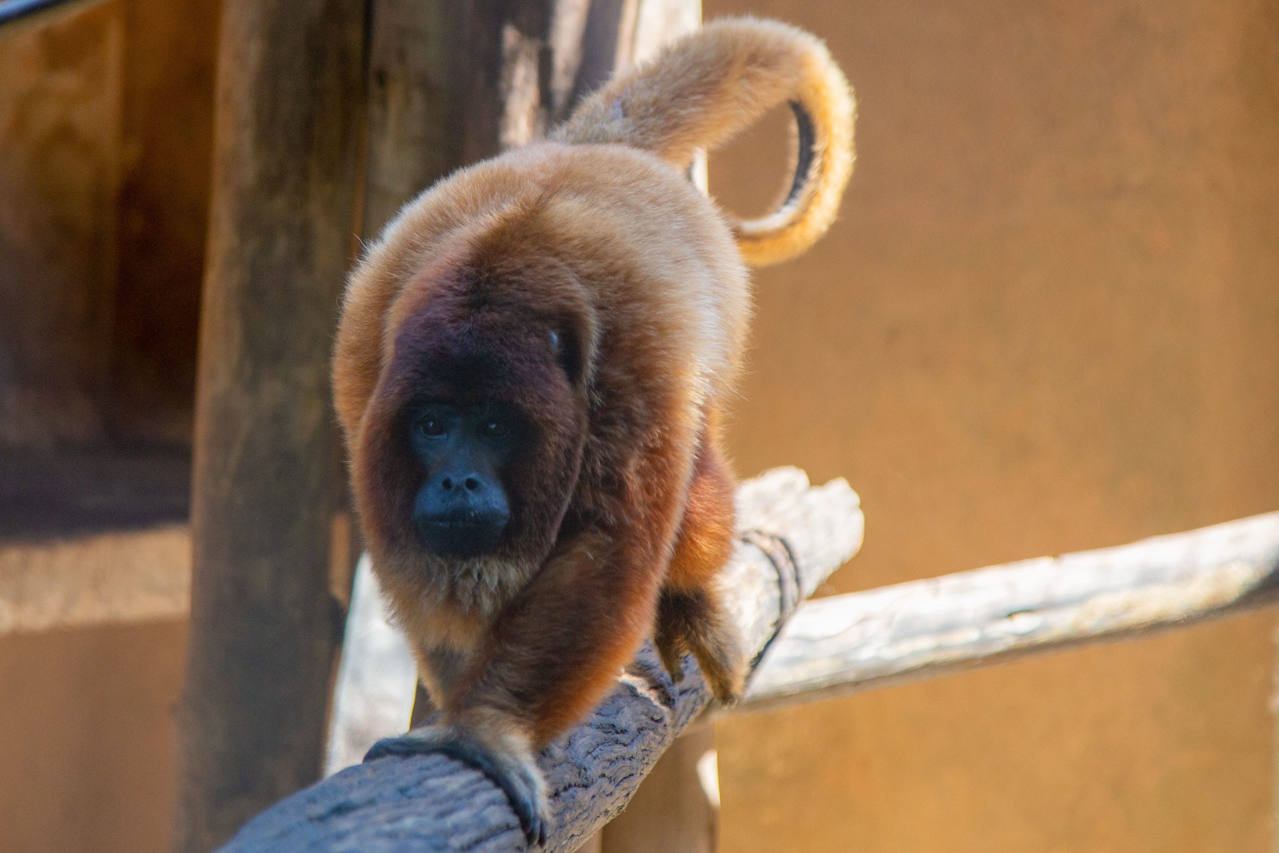 Conheça a Rotina de Cuidados dos Bugios do BioParque do Rio!
