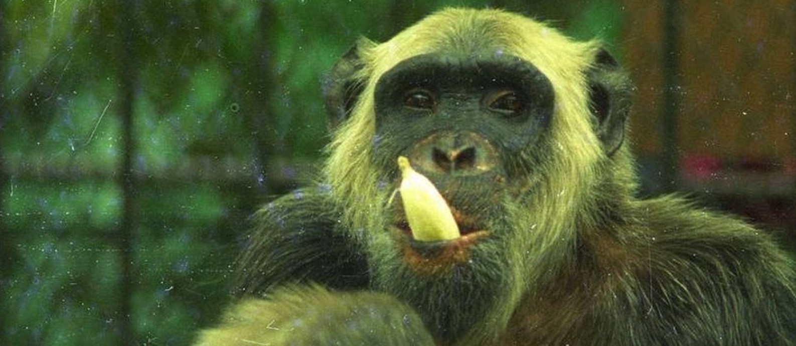 Conheça a história do Macaco Tião do antigo Zoo do Rio