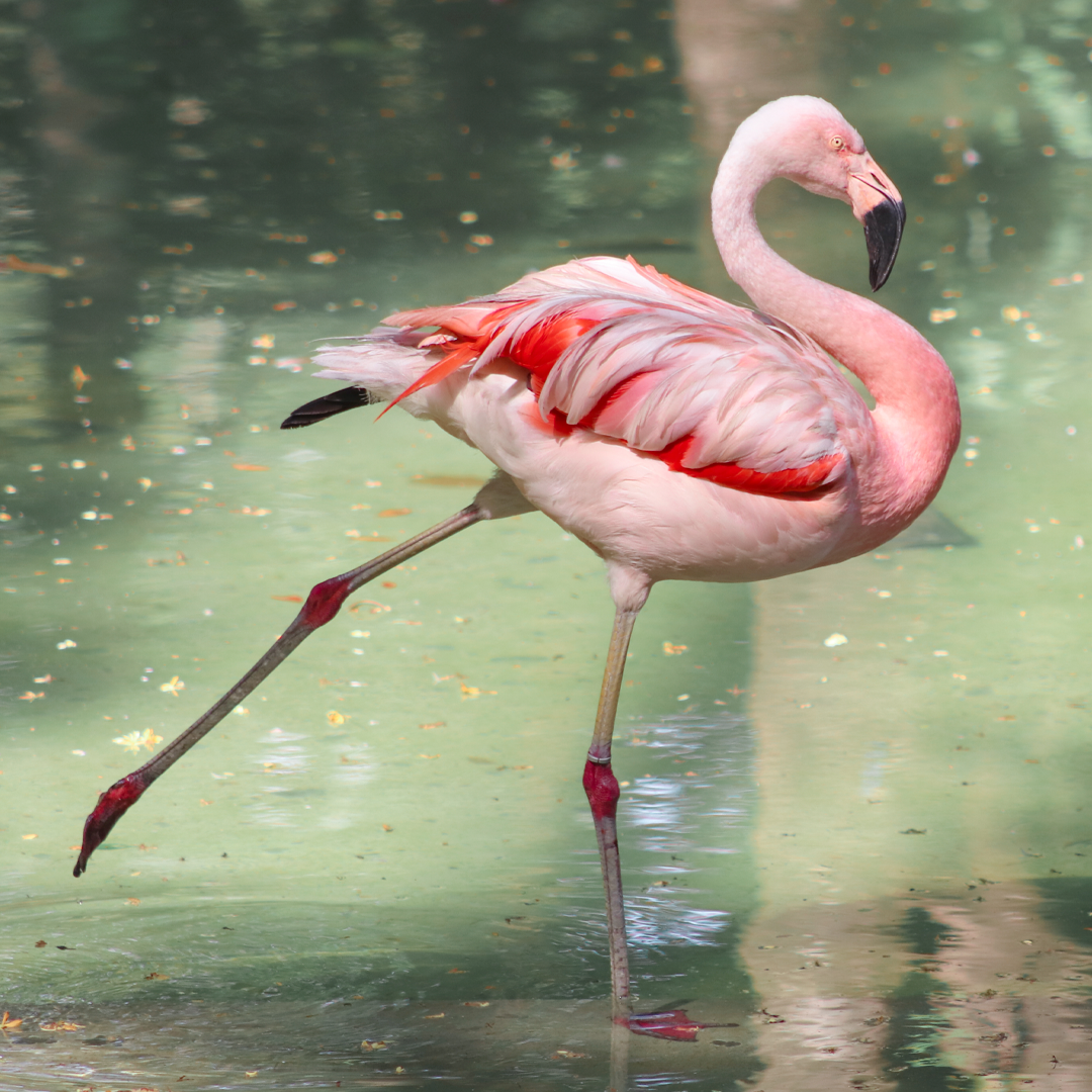 Por que os flamingos são rosas?